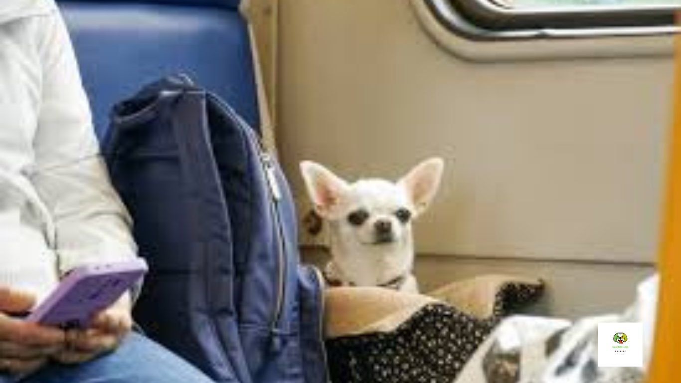Can Dogs Travel on Buses in the UK? Everything You Need to Know Before ...