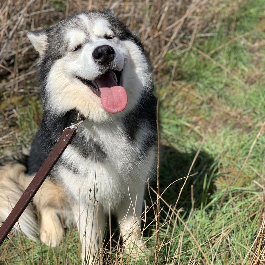Alaskan Malamute - Thekirna